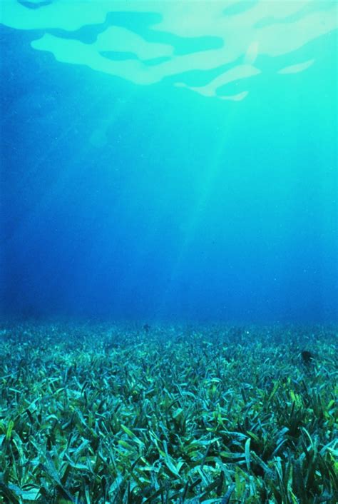 Seagrass Meadows Harbor Wildlife For Centuries Highlighting Need For