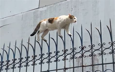满级猫猫行为大赏 哔哩哔哩bilibili