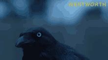 Crow Of Judgment Meme Crow Of Judgment Discover And Share S