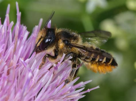 The Nhbs Guide To Uk Solitary Bees