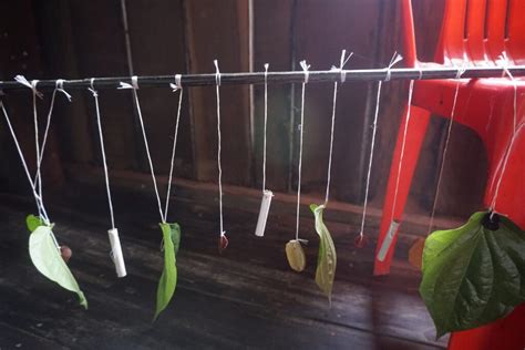 កិច្ចពិធីសៅរ៍សោយ Ams Khmer Civilization