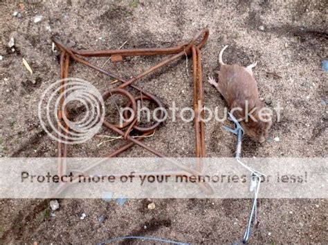 Gopher Pocket Gopher Trapping Thread Trapperman Forums