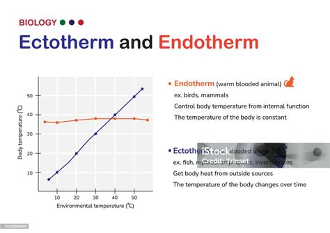 Lo Schema Biologico Mostra Differenze Tra Endoterma Ed Ectoterma In Varie Condizioni Di