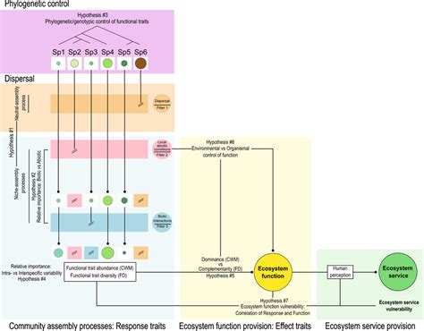 Conceptual Tbf Trait Based Response Effect Framework Synthetized