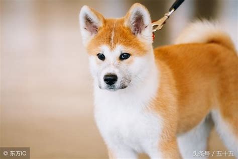 日本國犬柴與秋田的不同怎麼更好的杜絕幼犬亂吃東西嘴套 每日頭條