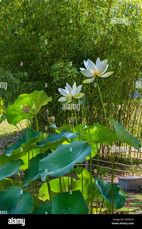 American Lotus Leaf Nelumbo Lutea In A Small Pond Botanical Garden