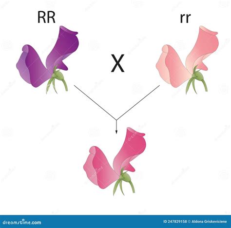 Phenotype Cartoons Illustrations And Vector Stock Images 890 Pictures