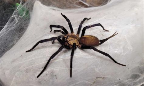Linothele Megatheloides Colombian Funnel Web Spider Wonderland Exotics