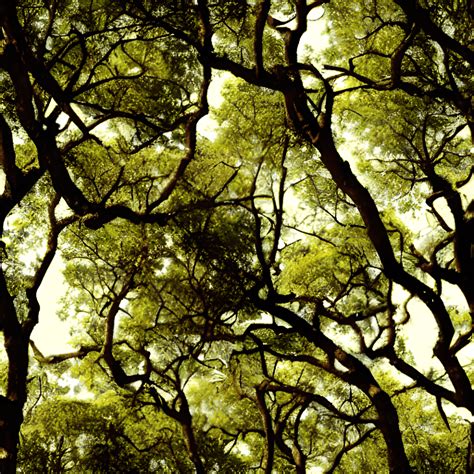 Trees Digital Graphic With Repeating Pattern · Creative Fabrica