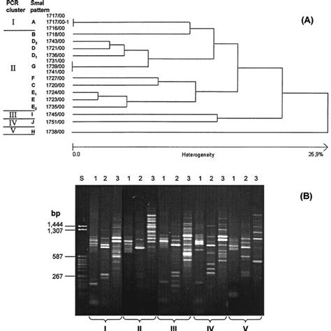 Dendrogram Of Similarity Of Sma I Macrorestriction Patterns Of Download Scientific Diagram