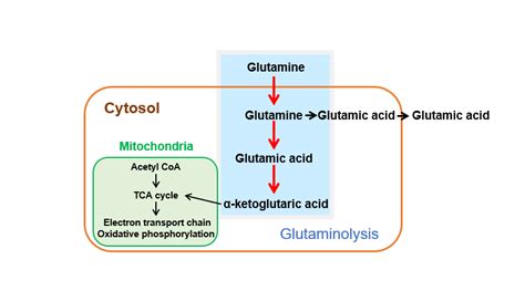 Glutamine Assay Kit Wst Nagase Thailand