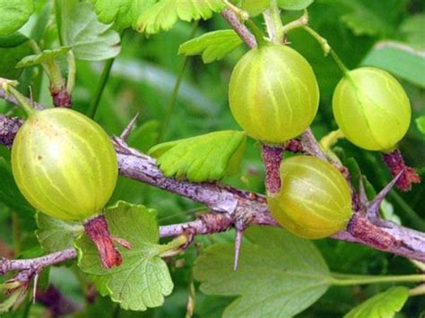 крыжовник сорта Пушкинский фото, характеристики, описание, семена