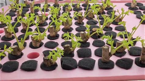 두릅촉성재배 촉성에 촉성을 더하다 그린숲수경재배 만의 다른 재배공법으로 시험재배 해봤습니다 Youtube