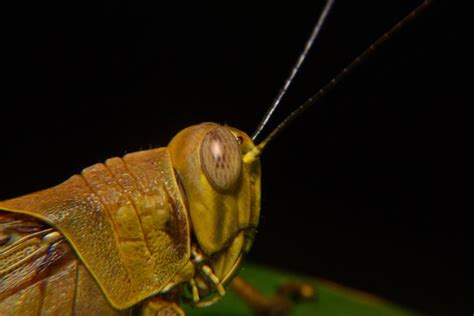 Hopping Bug Bilder Stock Fotos And Videos Adobe Stock