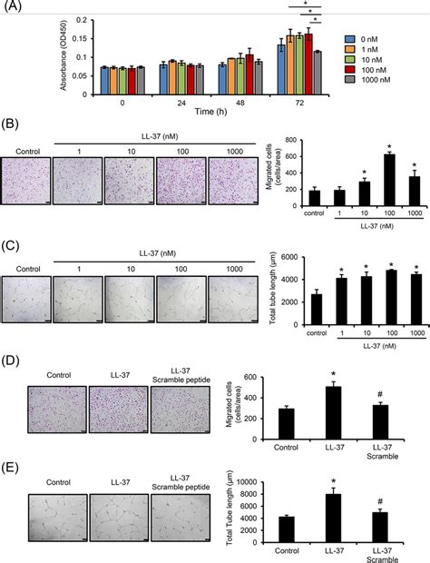 Effects Of Ll 37 On The Proliferation Migration And Tube Like