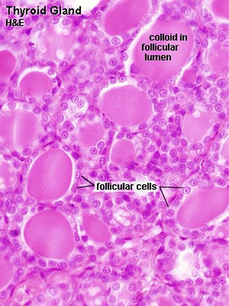Thyroid Gland Histology Labeled Histology Of The Parathyroid Glands