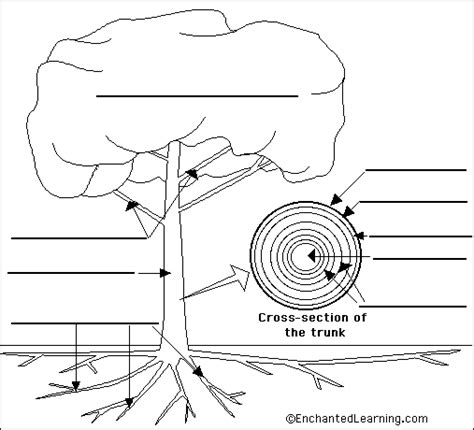 Label Tree Anatomy Printout EnchantedLearning Com