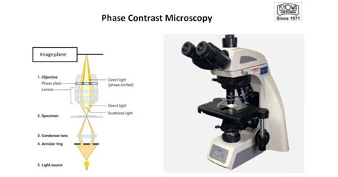 Phase Contrast Microscopy A Revolutionary Tool For Observing Living Cells