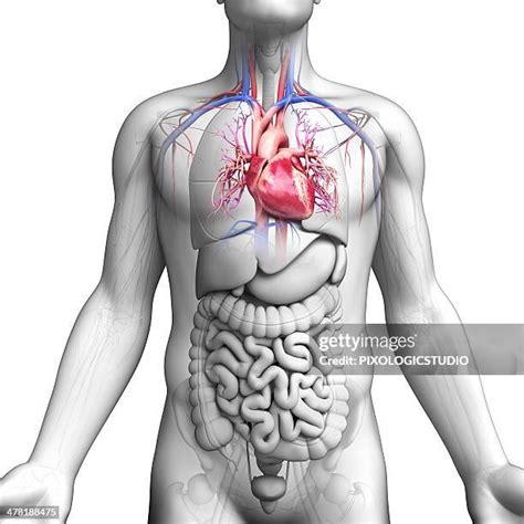 Male Anatomy Artwork High Res Vector Graphic Getty Images