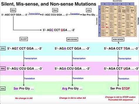 Missense Mutation Definition Examples Expii