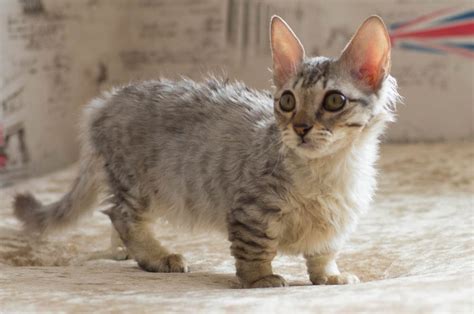 12 Grey And White Cat Breeds Top Choices For Your Home With Info