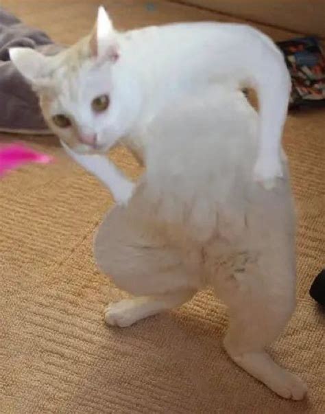Post By Beauty Styles 2023 · 1 Image Funny Cats Funny Cute Cats