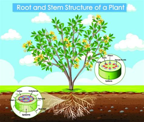 Diagram Menampilkan Struktur Akar Dari Suatu Tanaman Vektor Stok Oleh ©yay Images 622830038