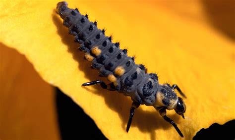 Lisne Uši Napadaju Evo Kako Ih Prepoznati I Uspješno Suzbiti Moje Vrijeme