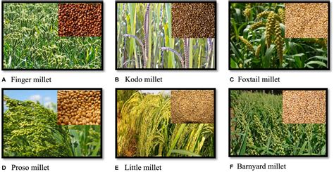 Frontiers Millet Production Challenges And Opportunities In The