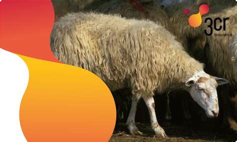 Enhance Dairy Sheep Health With Snp Genotyping Techniques