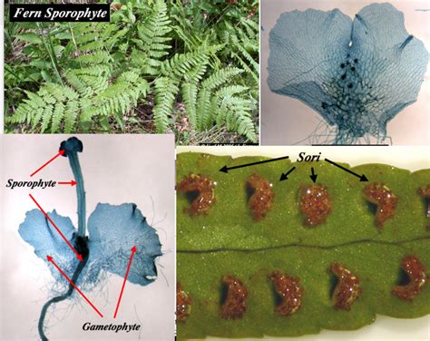Fern Sporophyte Sori