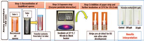 Stepwise Assay Procedure Of Paper Strip Assay For Detection