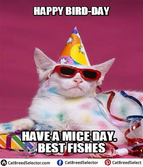 Happy Birthday Meme Cat
