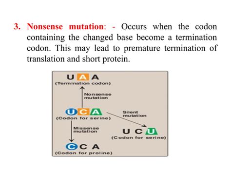 Genetic Code And Mutation Types And Effects Pptx