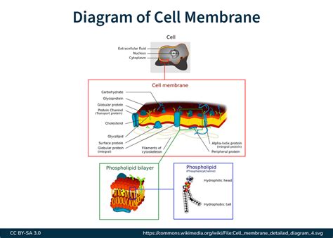 Diagram Of Cell Membrane Geeksforgeeks