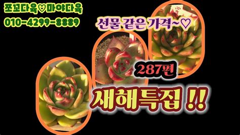 쪼꼬다육 284편 💗새해 특집💗선물같은 착한가격💕 묵둥12종명품6종 번호선택 명품창전문농장 Youtube