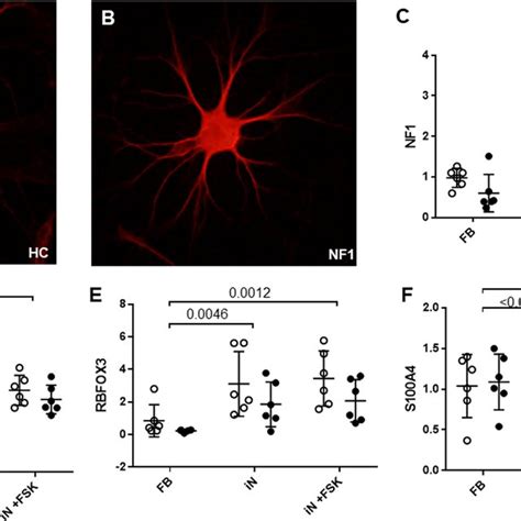 Expression Levels Of Neuronal Markers In In Cells At Day 14 After The Download Scientific