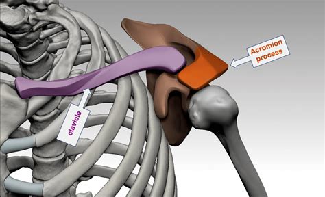 Shoulder Bony Landmarks Anatomy For Sculptors