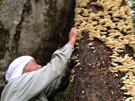 ブナハリタケ山毛欅針茸 カノカ 大鳥てんご