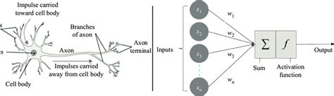 3 Biological Neuron Versus Ann Download Scientific Diagram