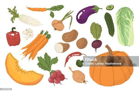 수확 후 야채 세트 농산물 유기농법 야채의 다른 종류 십자화과 파콜릭 뿌리 작물 농부와 식품 시장에 대 한 벡터 그림입니다 건강한 식생활에 대한 스톡 벡터 아트 및 기타