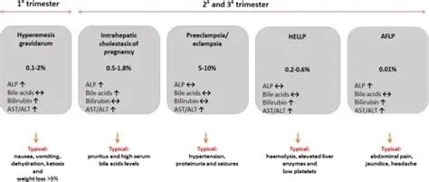 AST Test What Is It AST In Pregnancy Healthy Food Near Me