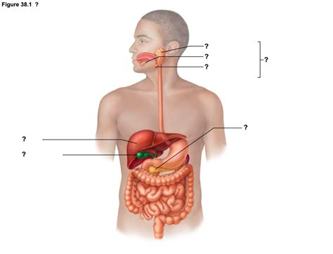 Bsc2086l Practical Exam 2 Lesson 8 Image Diagram Quizlet