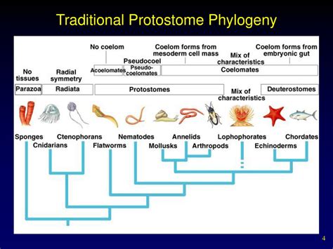 Noncoelomate Invertebrates Ppt Download