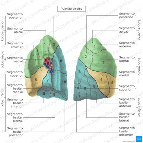 Anatomía Del Segmento Pulmonar Anatomia Pulmonar Humana Ilustracion