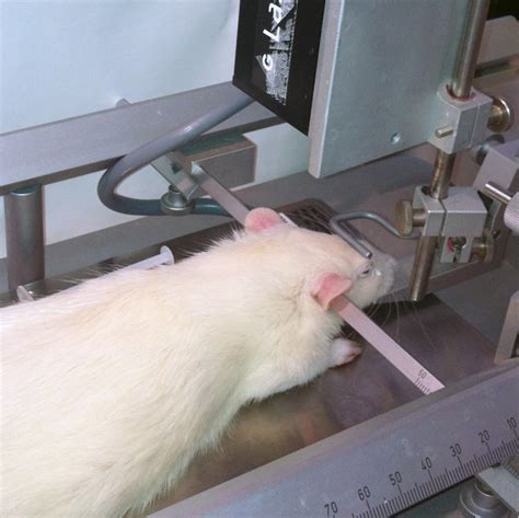 A Rat In A Stereotactic Frame Download Scientific Diagram