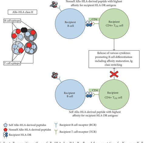 Figure 1 From The Immunogenicity Of Hla Class Ii Mismatches The Predicted Presentation Of
