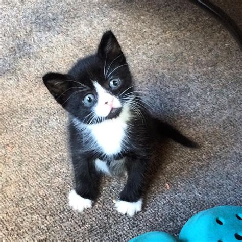 Best 13 Billi The Tuxedo Kitten Artofit