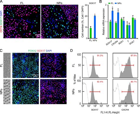 Differentiation Of Human Es Cells Into Endodermal Cells On 200 Nm Npo Download Scientific