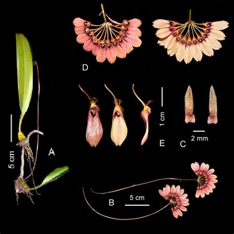 Species New To Science Botany • 2023 Bulbophyllum Sondangii